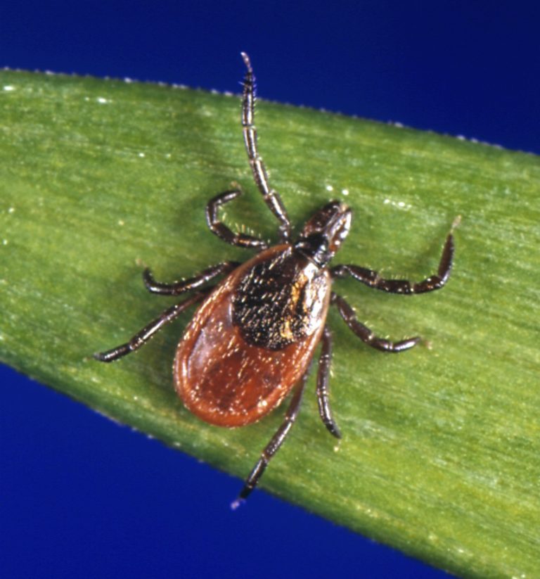Ticks: A Sign of Climate Change - Sustainable Woodstock